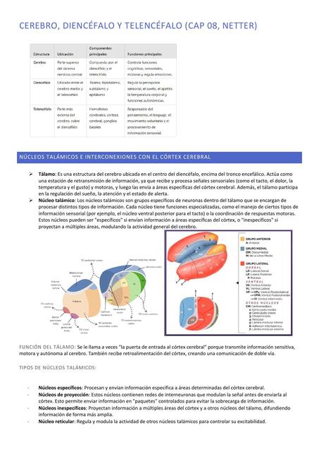Cap 08 De Netter En Avance Dianalady Udocz