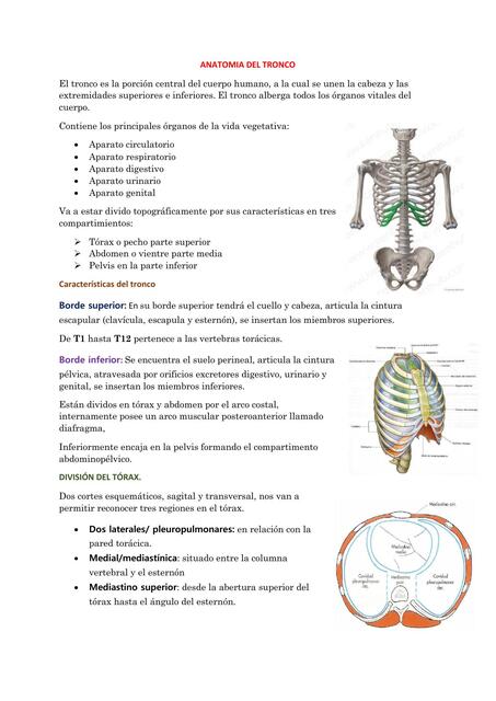 Resumen anatomia Anatomia del Tronco | MONTAÑO FLORES | uDocz