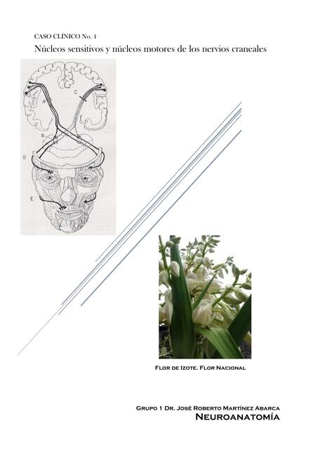 CASO CLÍNICO No 4 SIN RESPUESTA | Medical Student | uDocz