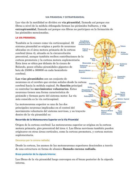 Resumen Anatomia Vias piramidal y extrapiramidal | MONTAÑO FLORES | uDocz