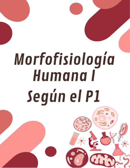 Morfofisiología Humana I Según el P1 | Ysaac Garcia | uDocz