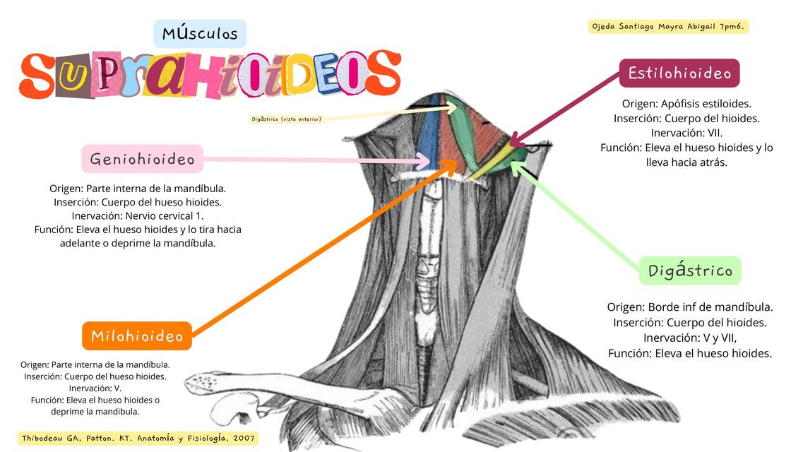 Ojeda Mayra Músculos infra y suprahioideos | Mayra | uDocz