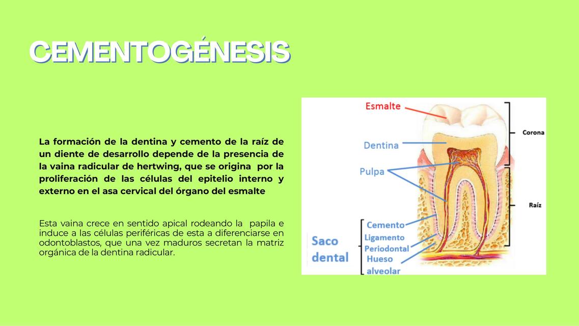Ojeda Mayra Cementogenesis | Mayra | uDocz