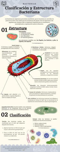 Infografia Clasificación y estructura de la bacteria | Sofía Lopéz | uDocz
