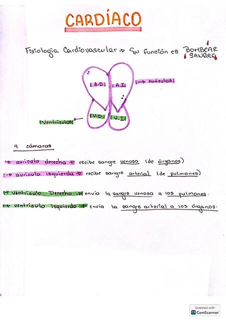 Sistema Circulatorio | Audrey Flores | uDocz