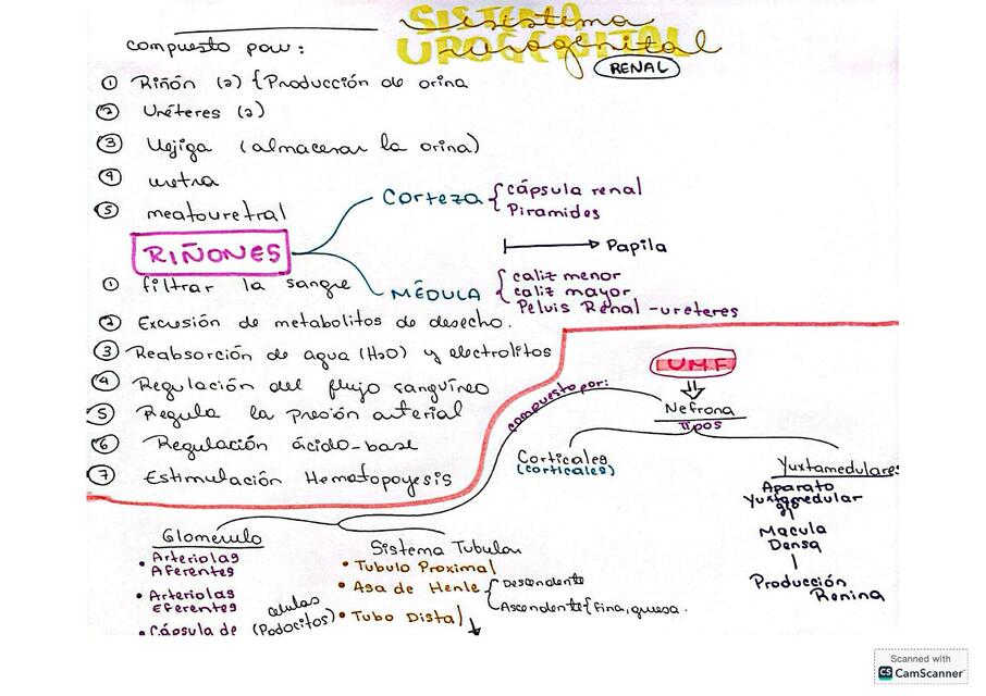 Sistema Urinario (Nefro) - Audrey Flores | Audrey Flores | uDocz