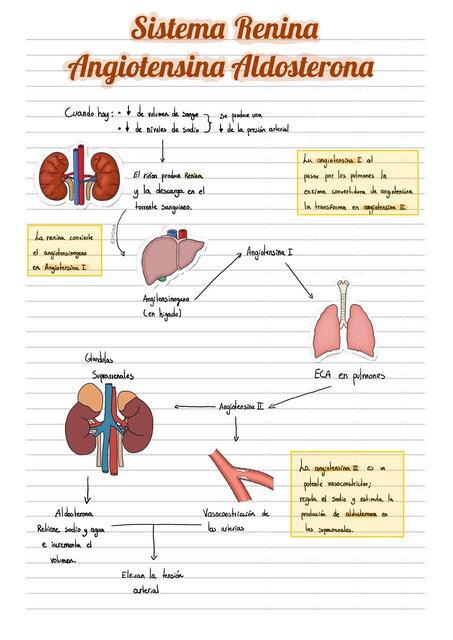 Sistema RAA | Pablo Hernández | uDocz