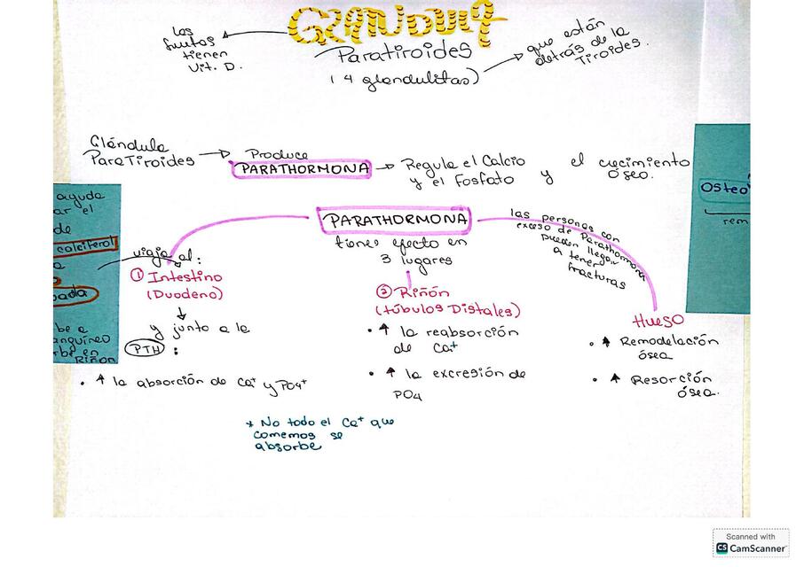 Glándula Paratiroidea - Audrey Flores | Audrey Flores | uDocz