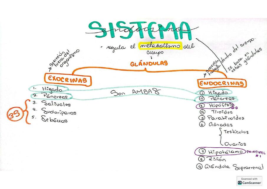 Sistema Endocrino | Audrey Flores | uDocz