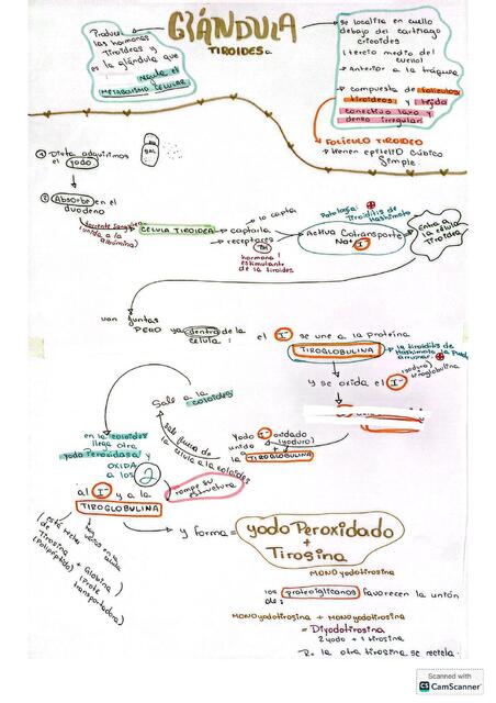 Glándula Tiroides - Audrey Flores | Audrey Flores | uDocz