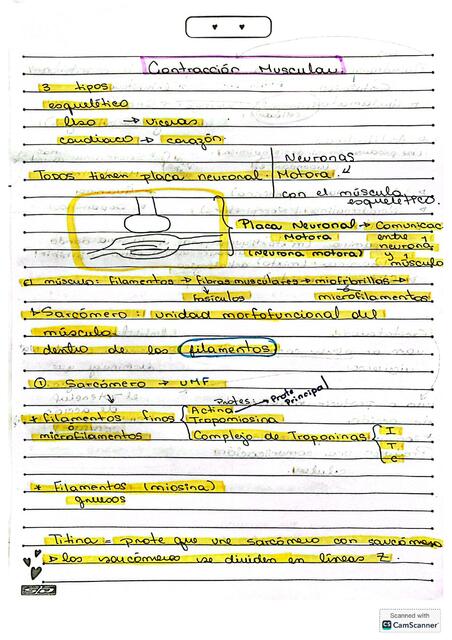 Contracción Muscular | Audrey Flores | uDocz