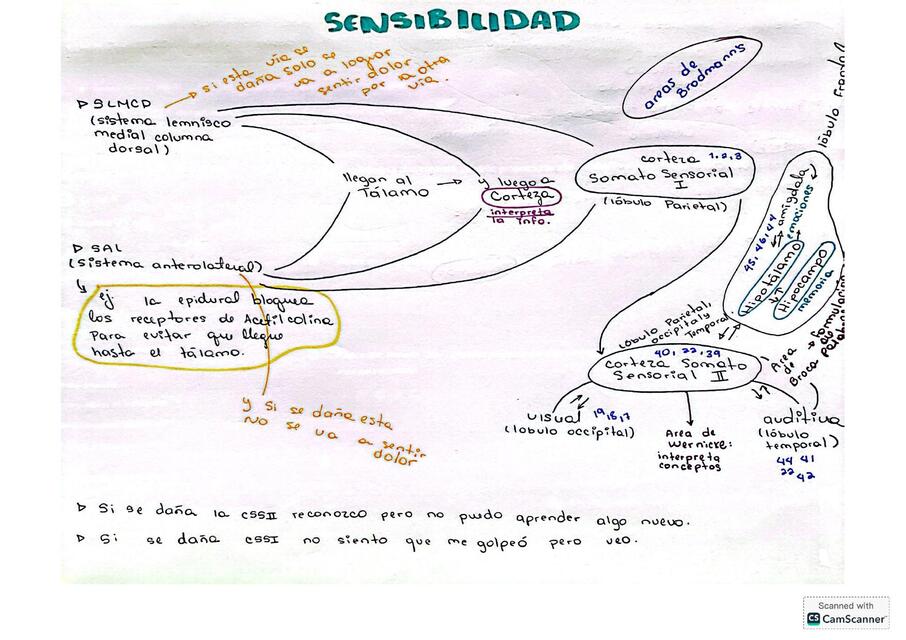 Sensibilidad y Motora | Audrey Flores | uDocz