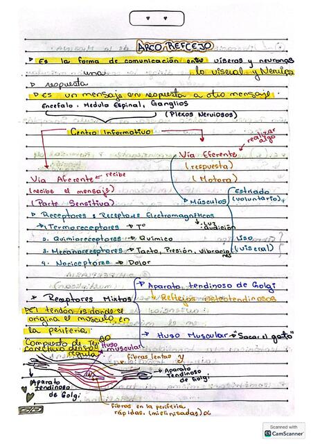 Arco Reflejo - Audrey Flores | Audrey Flores | uDocz