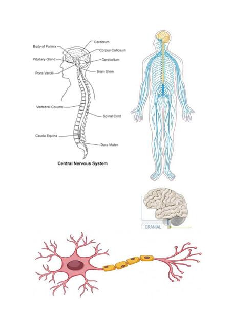 ciencias6 | Raul Sanchez | uDocz