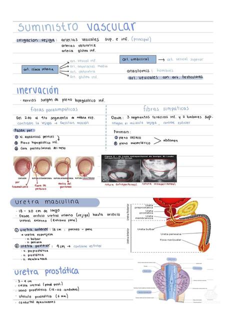 anatomía de uretra feminina | Rafaela | uDocz