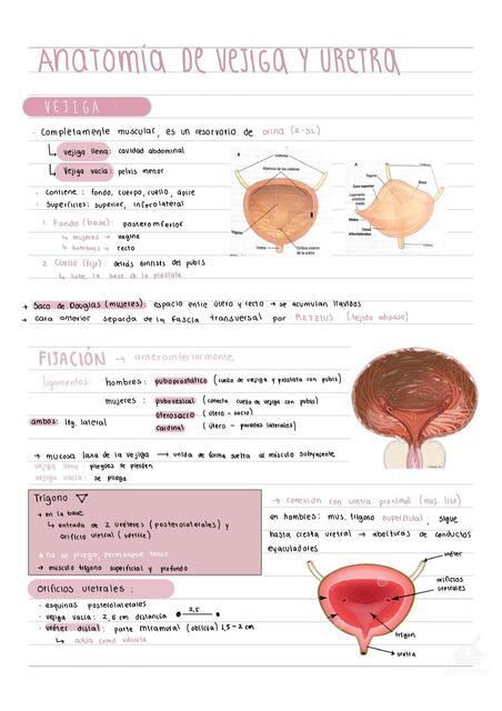 Anatomía de uretra masculina | Rafaela | uDocz