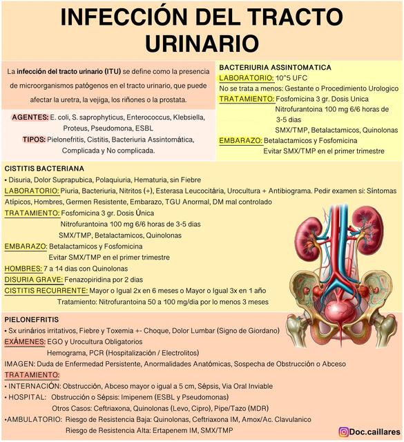 INFECCIÓN DEL TRACTO URINARIO | Dr. Boris Moises Caillares Montaño | uDocz