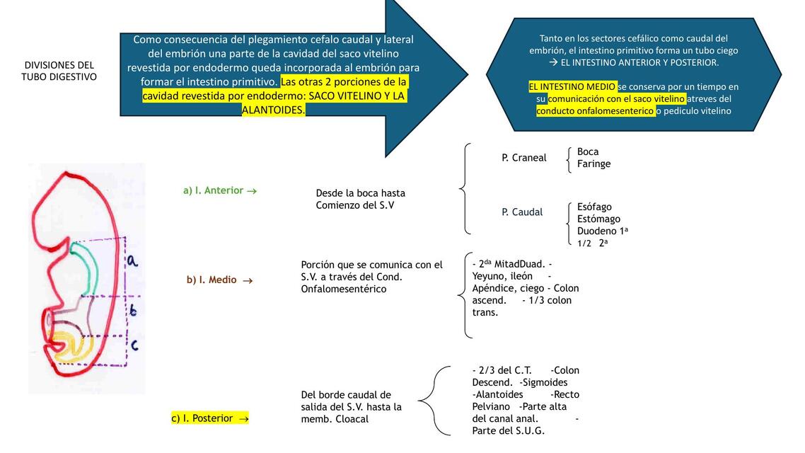SISTEMA DIGESTIVO I | Kiara Huamaní Avalos | uDocz