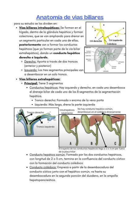Anatomía de vías biliares | Avril | uDocz