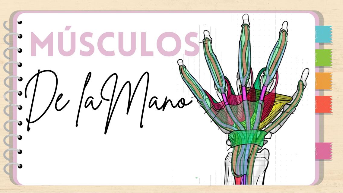Músculos de la mano | Easymed_docs | uDocz