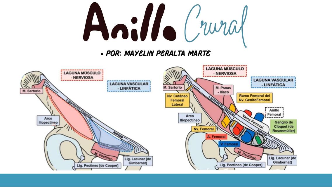 Anillo Crural | Easymed_docs | uDocz