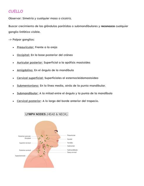 CUELLO | PROPEDÉUTICA Y SEMIOLOGÍA | FerMed | uDocz