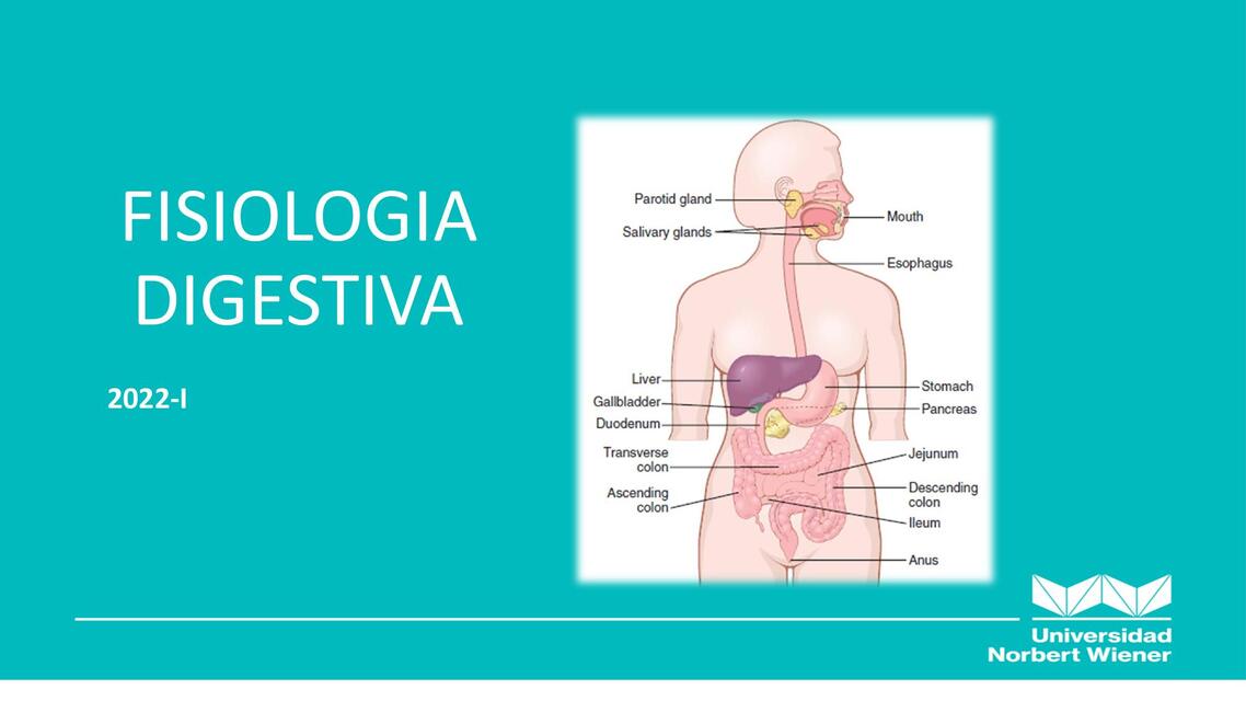 MORFO II GASTRO FUNCIONES SECRETORAS Y HORMONAS 1 | Jhoely Brandy Rodriguez Gomez | uDocz