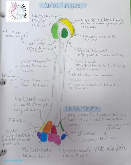 ANATOMÍA DEL HÚMERO | Easymed_docs | uDocz