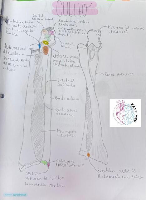 ANATOMÍA DEL CUBITO | EASY MED 🩺 | Mayelin Peralta | uDocz