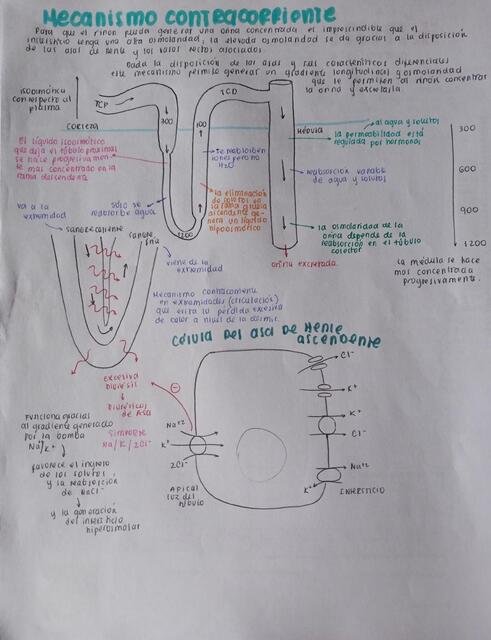 Mecanismo contracorriente renal | Med Nerd UNLP | uDocz