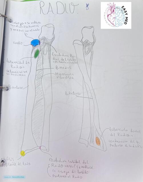 ANATOMÍA DEL RADIO | Easymed_docs | uDocz