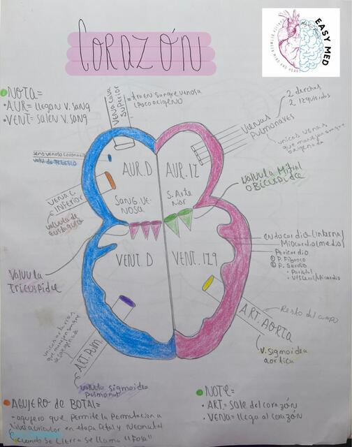 ANATOMÍA | ESQUEMA DEL CORAZÓN | Easymed_docs | uDocz