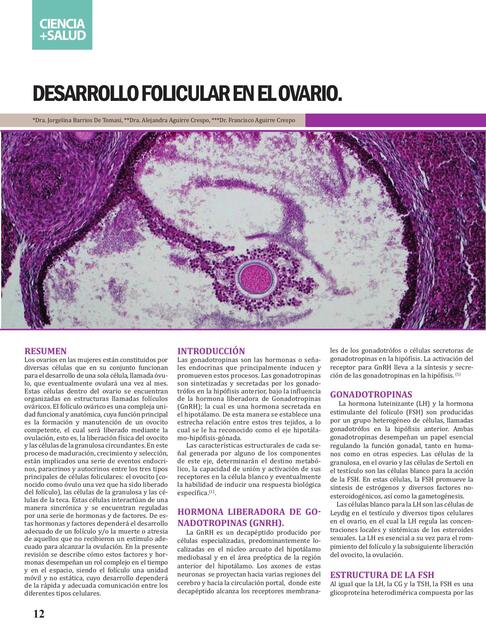 Fase folicular: foliculoestimulante en el ciclo menstrual | uDocz