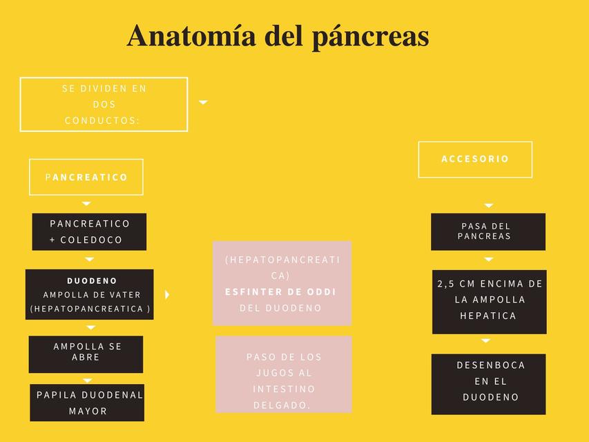 Anatomía del páncreas | Marjorie Marcela | uDocz