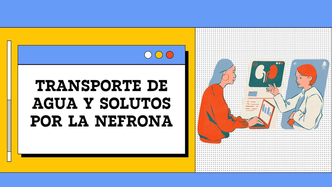 Transporte túbular | Jimena Mejia G. | uDocz