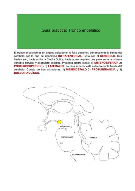 Tronco encefálico: guía práctica resuelta | Anaiz Ticona Flores | uDocz Tronco encefálico: guía práctica resuelta | Anaiz Ticona Flores | uDocz