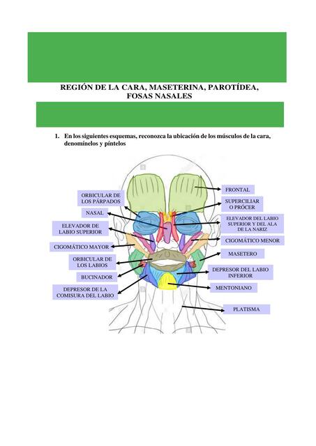 REGIÓN DE LA CARA, MASETERINA, PAROTÍDEA, FOSAS NASALES. Guía práctica ...
