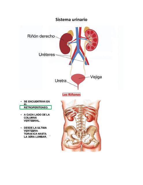 Sistema urinario | Phantom | uDocz
