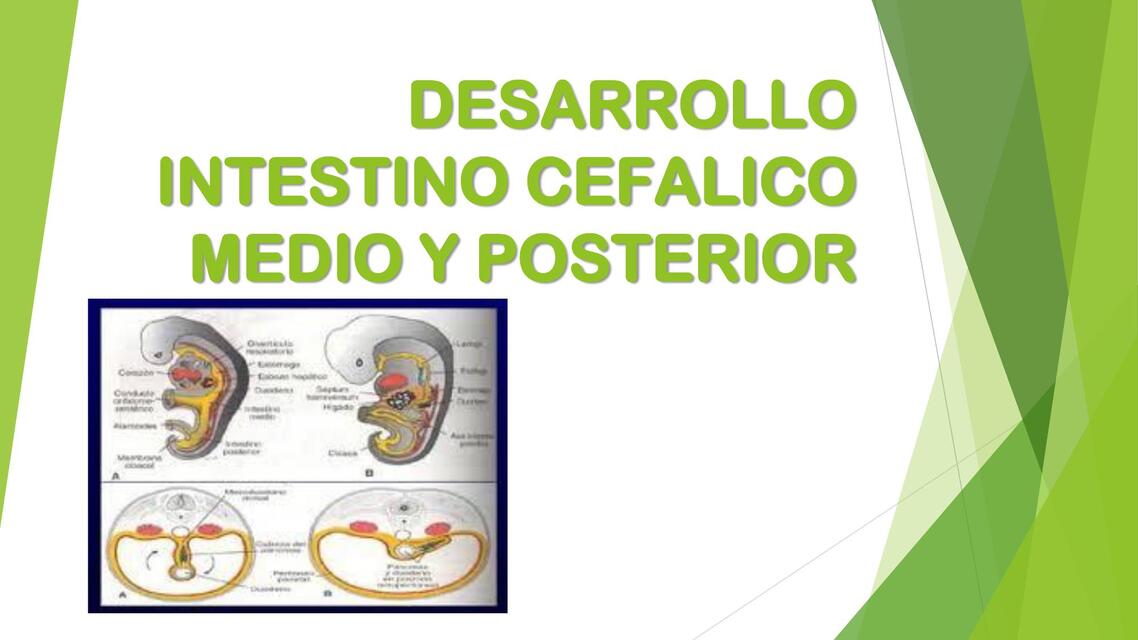 DESARROLLO INTESTINO CEFALICO MEDIO Y POSTERIOR | Erick | uDocz