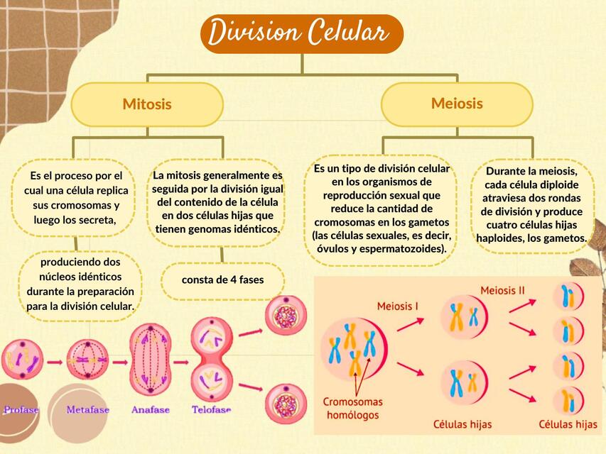 división celular mitosis y meiosis | andrea | uDocz