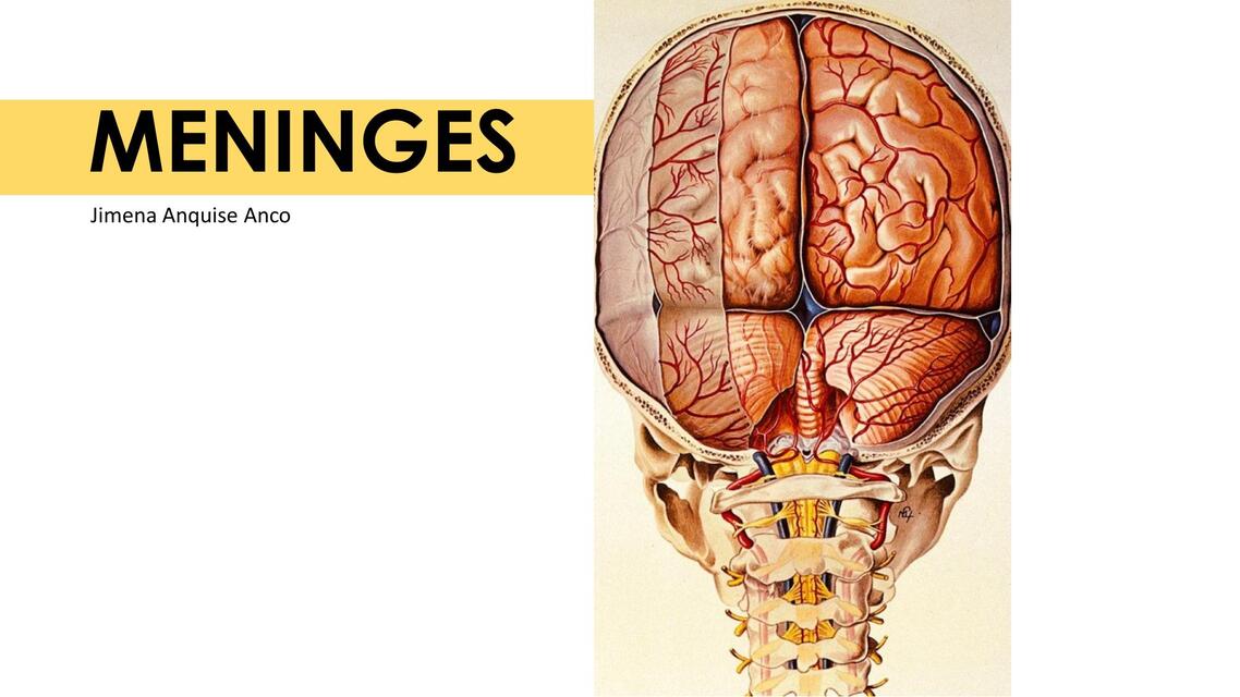 Flashcards de TEMA 6 Meninges | Por Fabricio Villanueva | uDocz