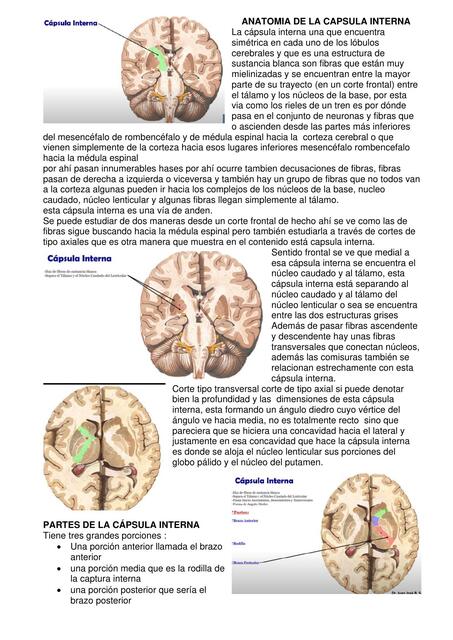 ANATOMIA DE LA CAPSULA INTERNA | Paola | uDocz