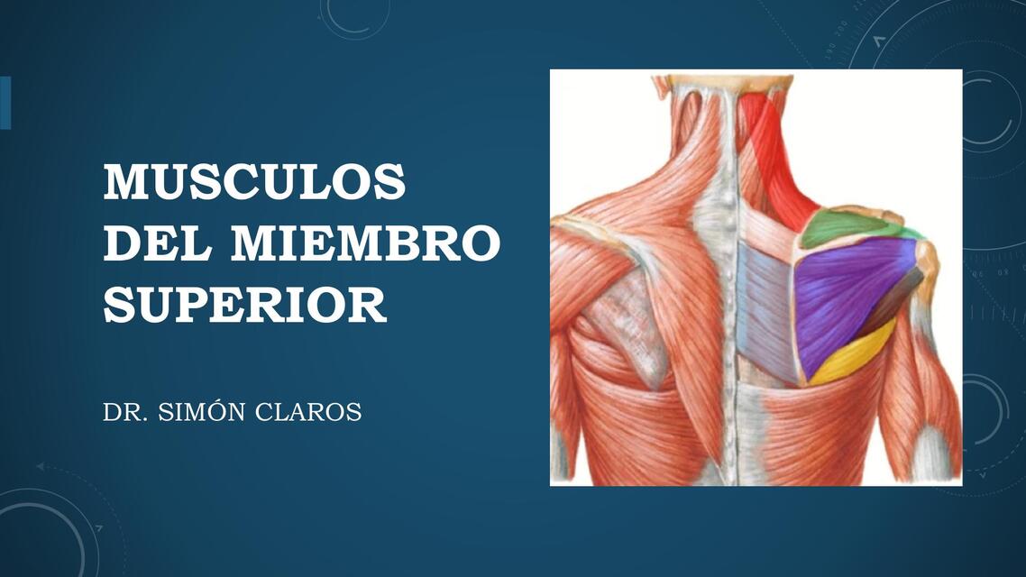 MUSCULOS DEL HOMBRO | Jeanmarco | uDocz