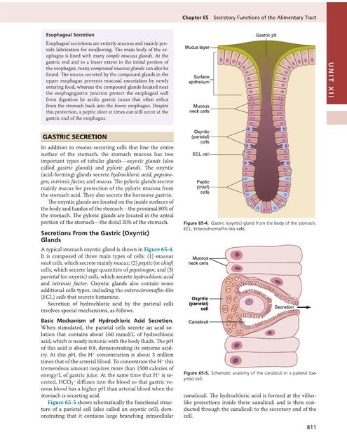 secrecion gastrica guyton | Maria Gloria | uDocz