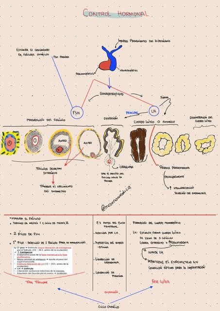 Control hormonal en el ciclo ovárico | Mizonamédica | uDocz