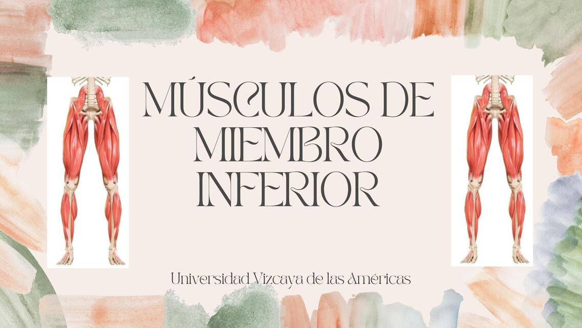 musculos del miembro inferior | Veyda | uDocz