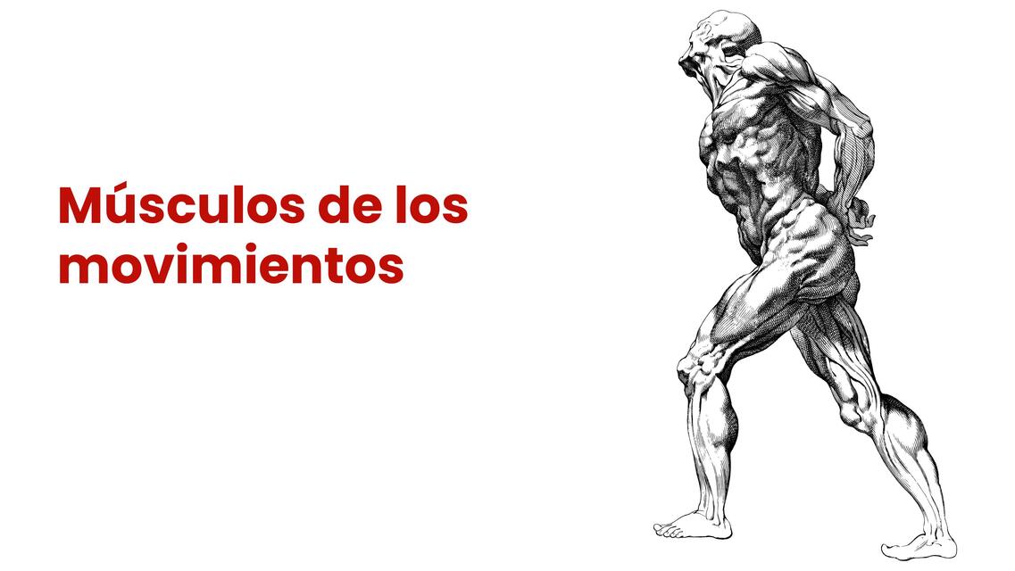 Musculos y movimientos | Veyda | uDocz