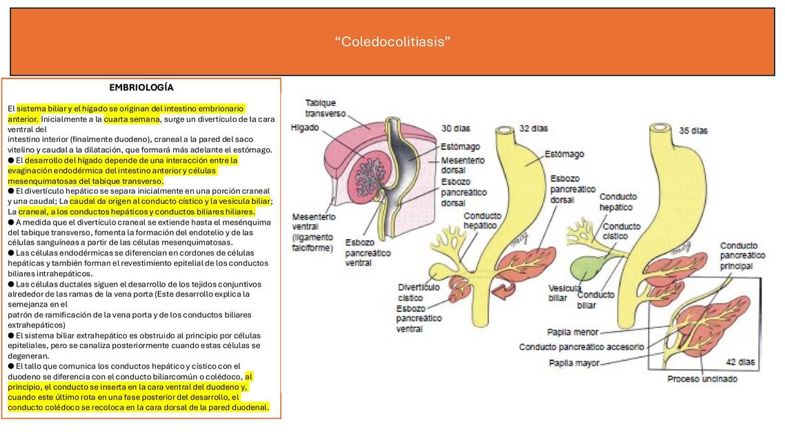 COLEDOCOLITIASIS CLINICA MED | R. P. | uDocz