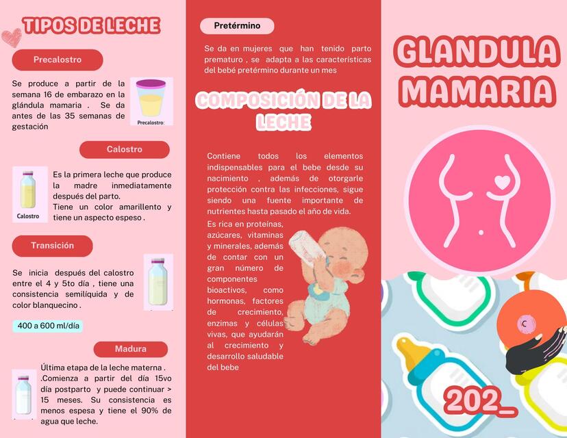 Glándula mamaria | Inés Paola | uDocz