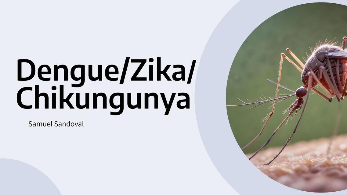 Dengue zika chinkungunya | Andrea Valladares | uDocz